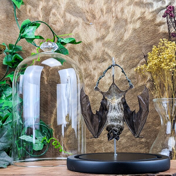 Bat Taxidermy - Etsy