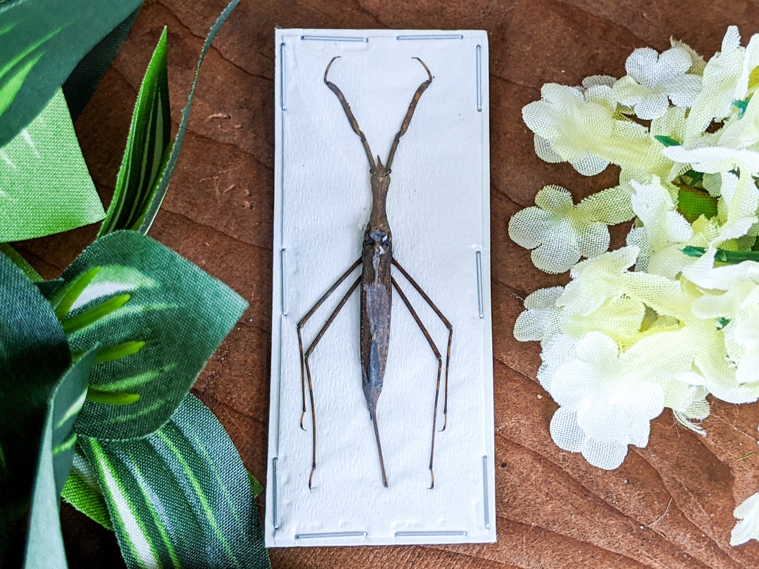 Water Scorpion Ranatra Longipes Specimen Entomology Oddities ...