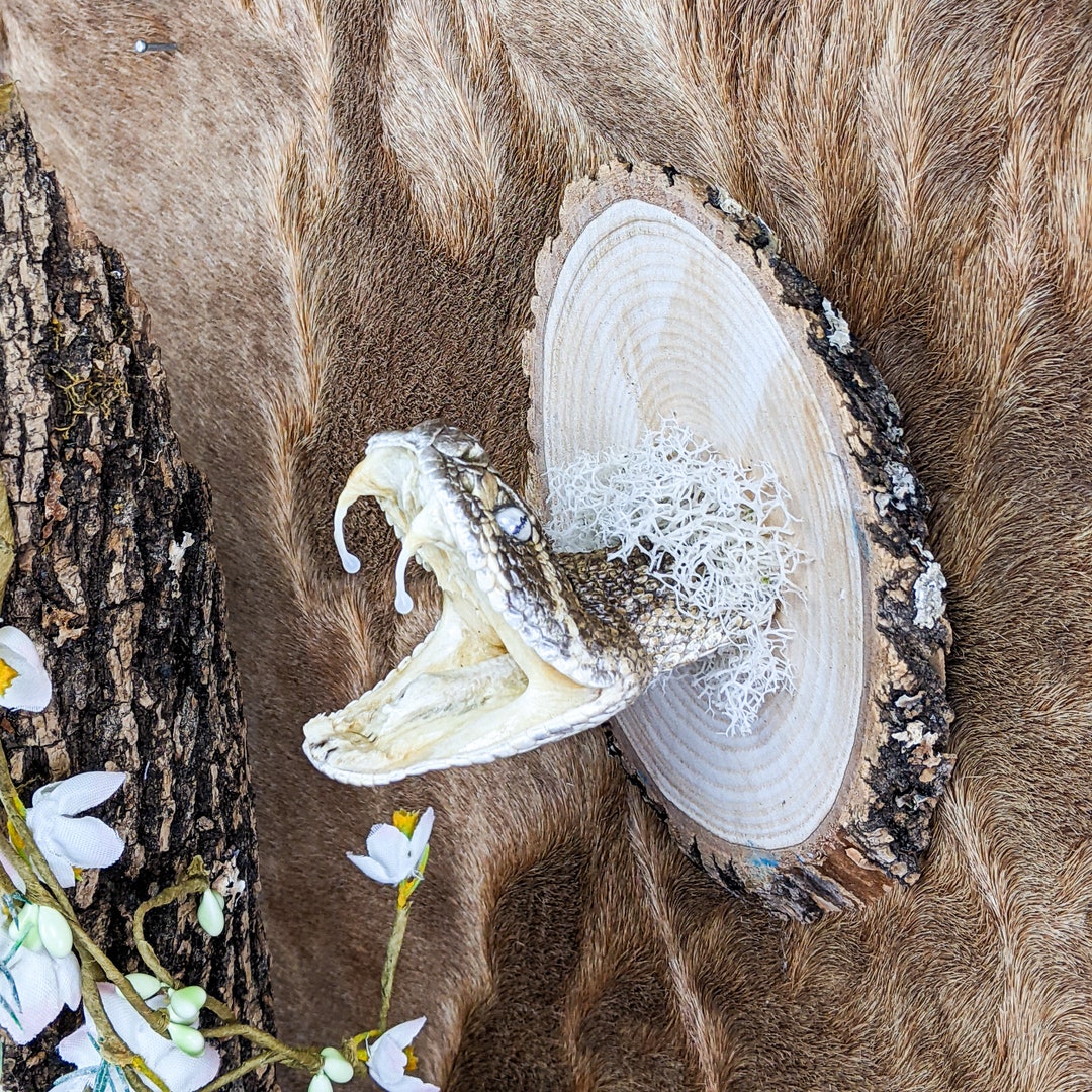 Rattlesnake Snake Head Wall Mount Display Taxidermy Oddities ...
