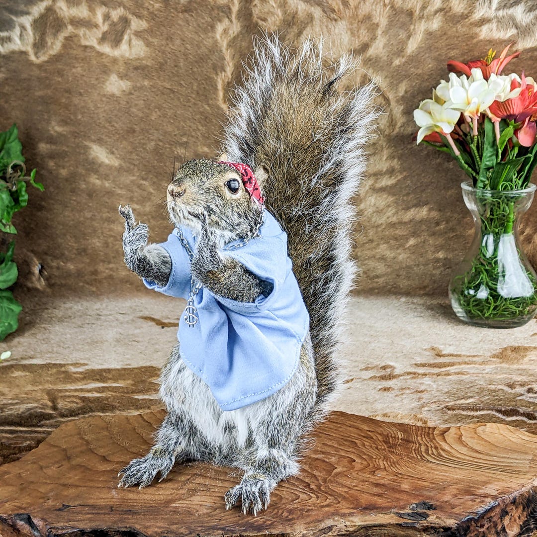 Squirrel Thug Flipping off Giving Finger Oddity Curiosity ...