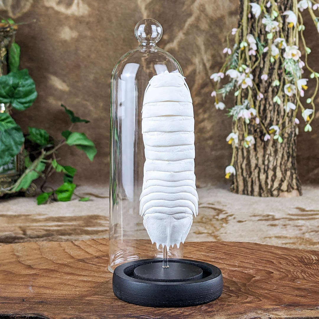 Giant Sea Isopod Glass Dome Display Taxidermy Oddities Curiosities ...