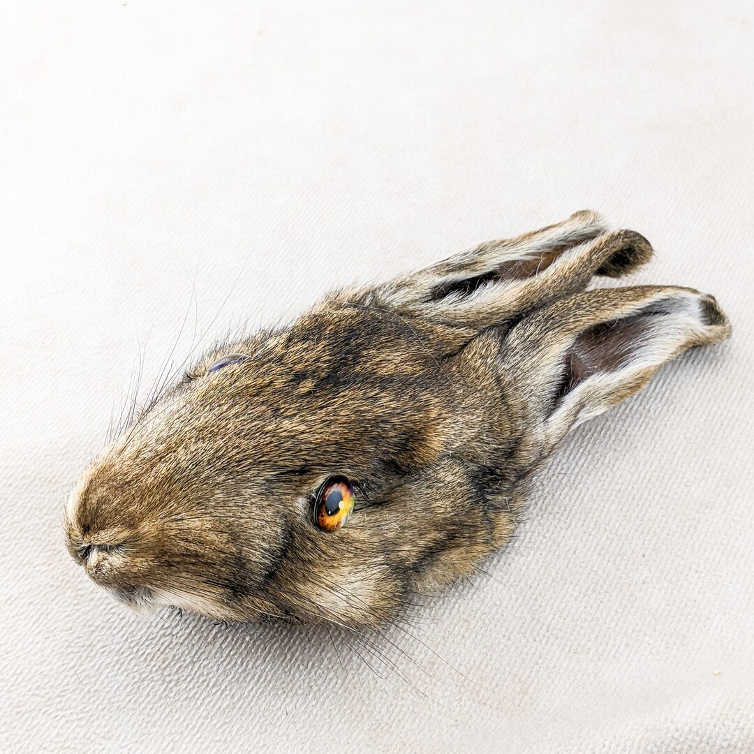 Bunny Rabbit Head for Crafts Specimen Taxidermy Oddities Craft Crafting ...