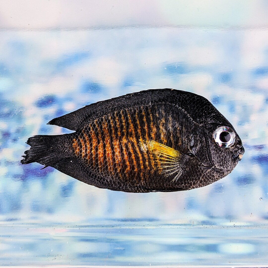 Fsh17 Rusty Angel Fish Specimen Taxidermy Oddity Collectible Education ...