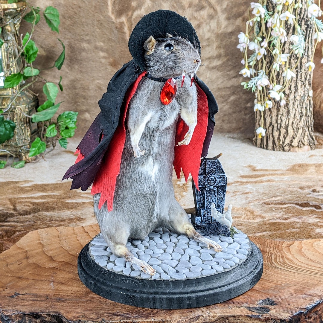 Rat Vampire Dracula Mount Taxidermy Oddity Curiosities Display Gothic ...