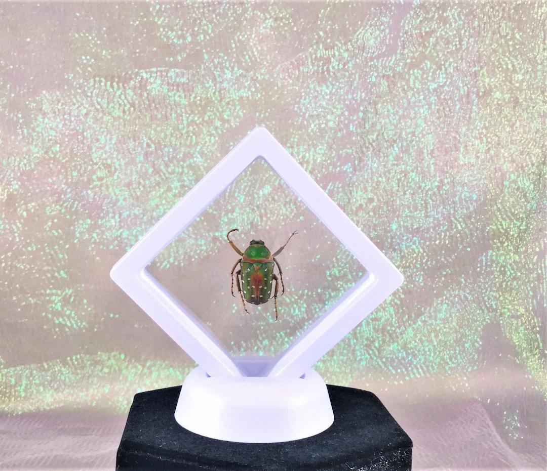 Gutta Beetle Floating Frame Display Entomology Taxidermy Collectible ...