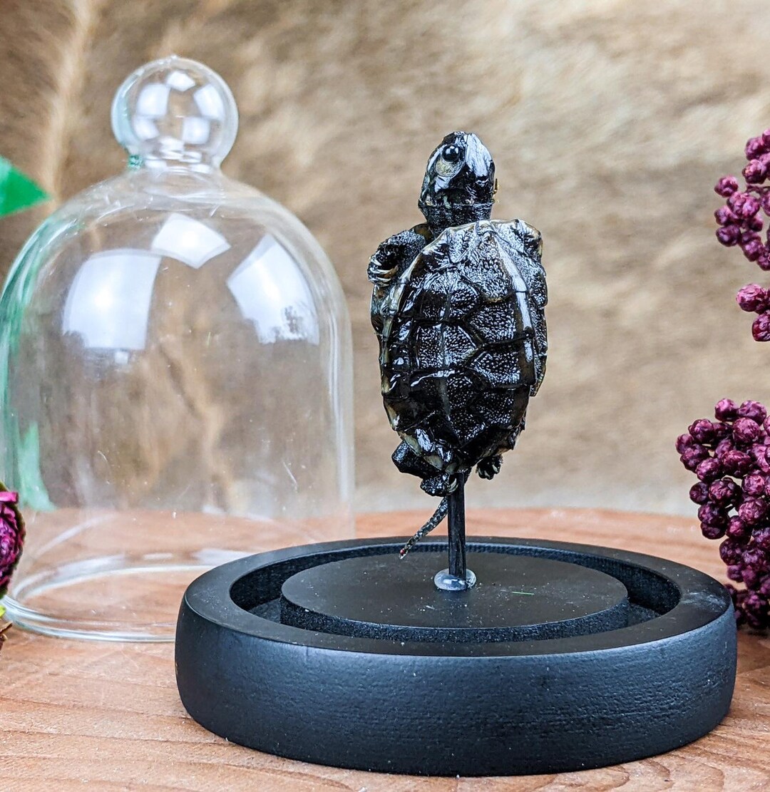 Aquarium Pond Turtle Glass Dome Display Baby Oddities Curiosities ...