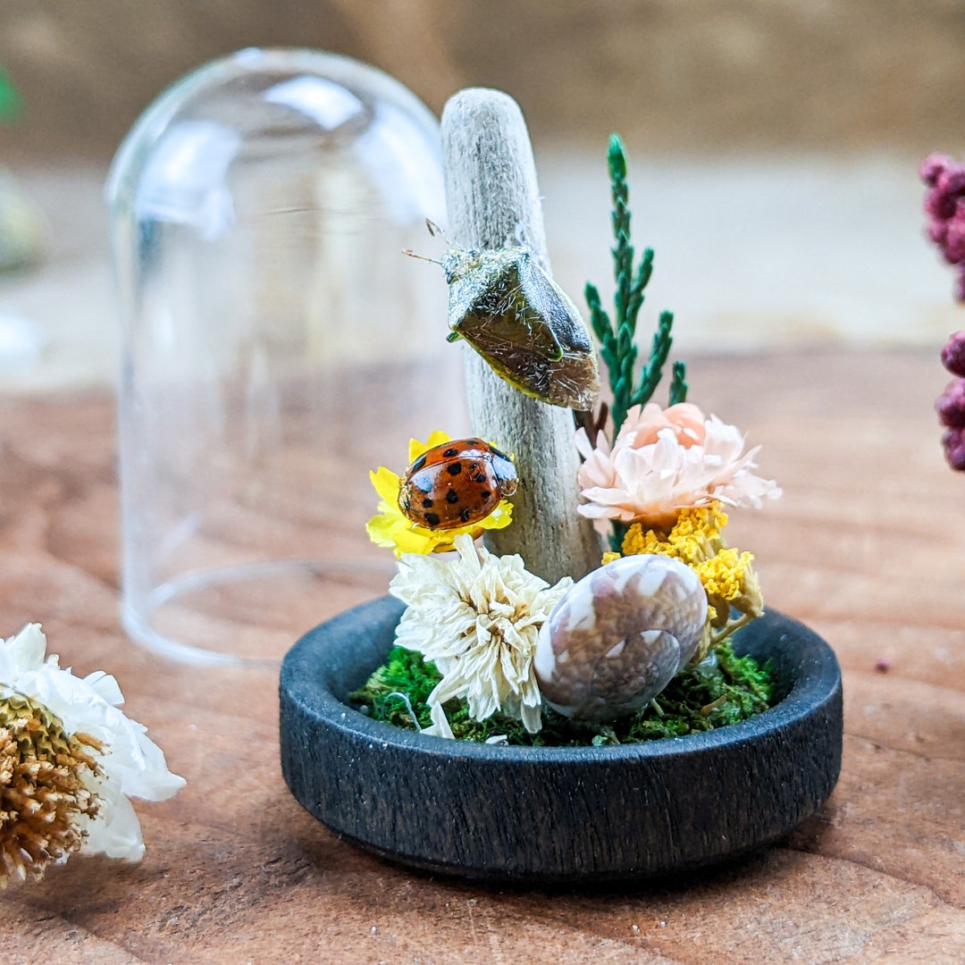 Green Stink Bug Dome Display Miniature Victorian Oddities Curiosities ...