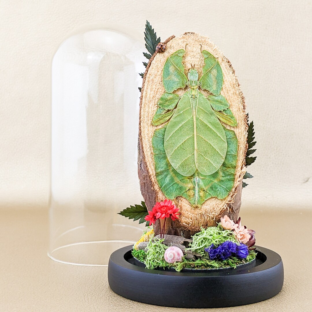 O6c SALE Leaf Mimic Dome Display Entomology Taxidermy Specimen ...