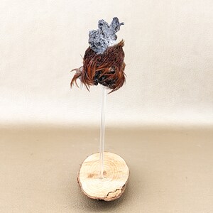Chicken Head Mount Display Taxidermy Chick Bird Curiosities Oddities ...