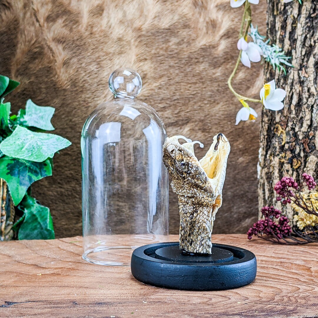 V32b Rattlesnake Head Glass Dome Display Oddities Curiosities ...