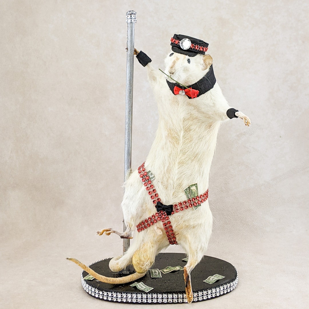 V36i Stripper Rat Pole Burlesque Male Taxidermy Oddities Curiosities ...