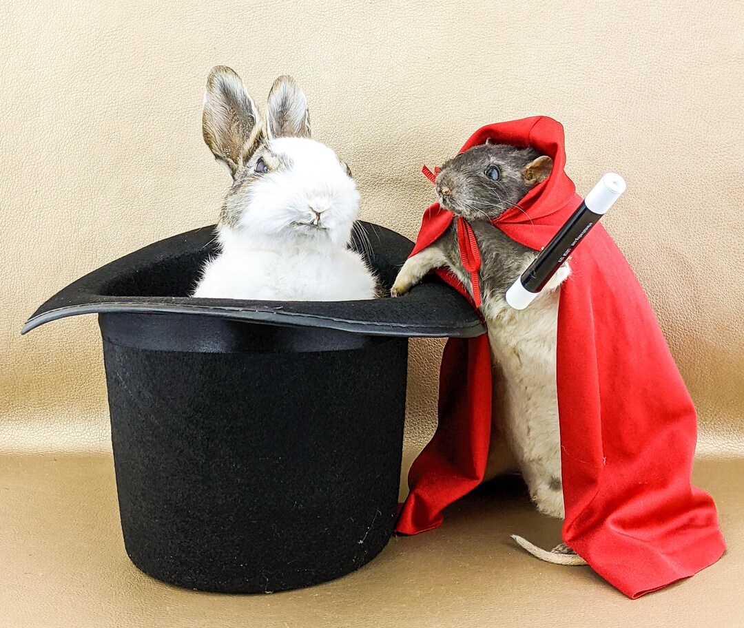 Magician Rat and Rabbit Taxidermy Hat Trick Oddities Curiosities ...