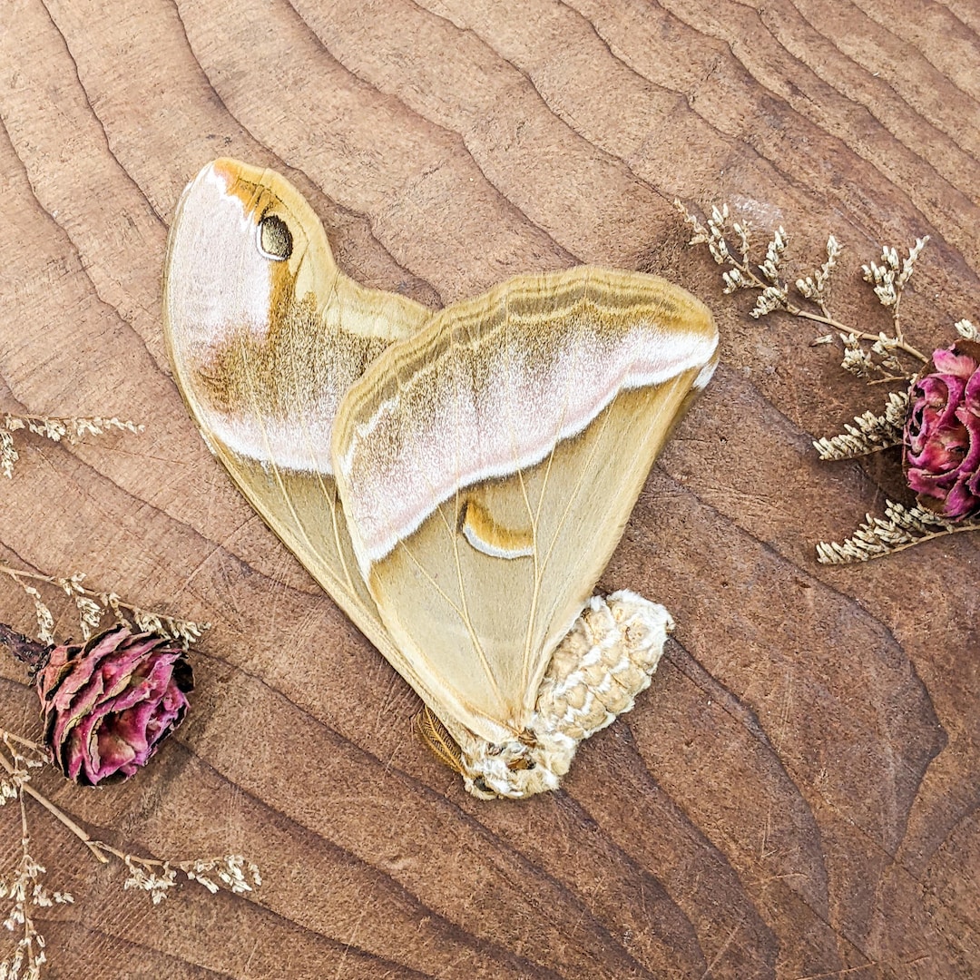 Samia Silk Moth Male Unspread Wings Closed Specimen Oddity Curiosity ...