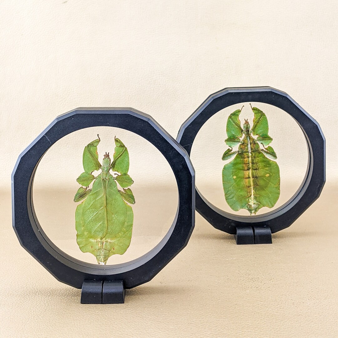 Male Leaf Mimic Shadowbox Display Curiosity Specimen Entomology ...