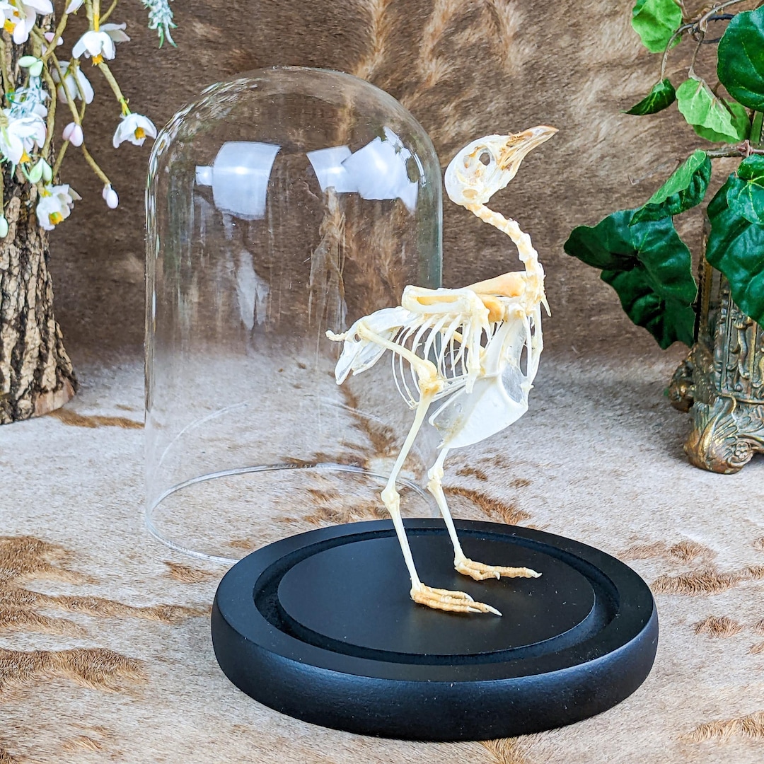 Quail Bird Skeleton Turnix Suscitator Glass Dome Display TAXIDERMY ...