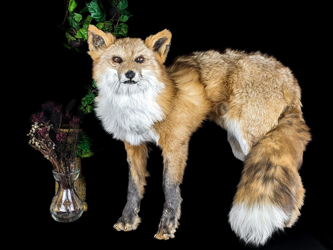 Xxl Ranch Fox Display Taxidermy Oddities Curiosities Collectible ...