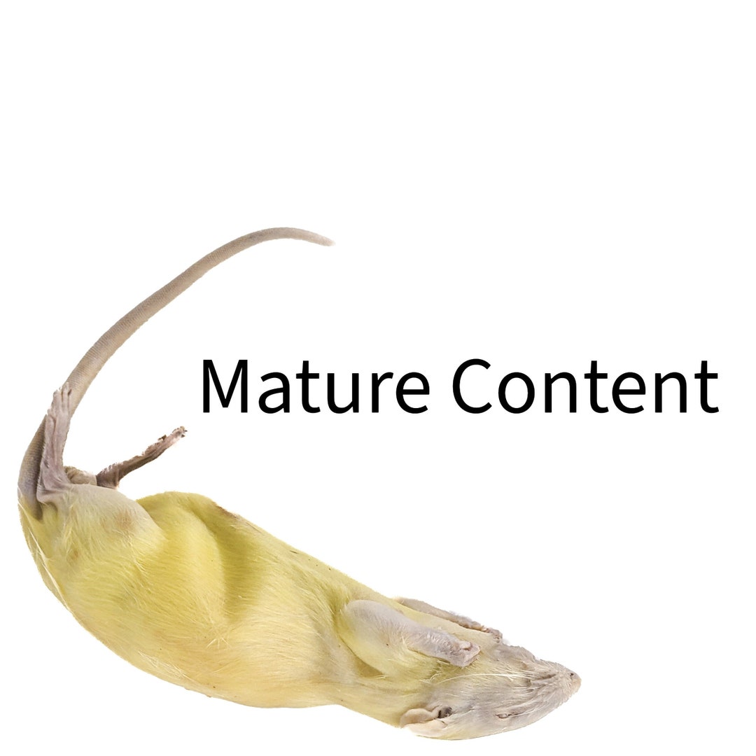 RAT Wet Specimen Large Taxidermy Oddities Curiosities Collectible ...