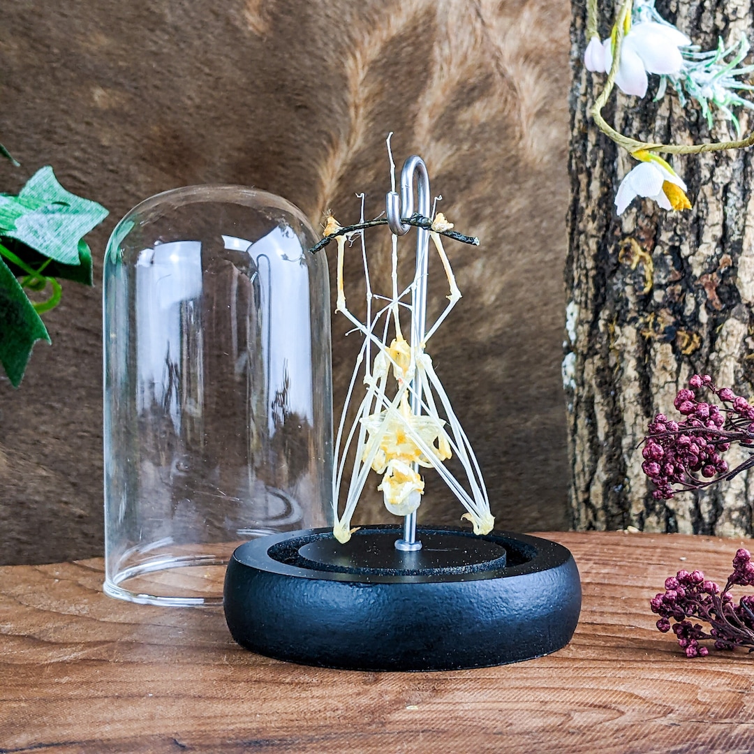 Painted Bat Skeleton Glass Dome Taxidermy Oddities Curiosities ...
