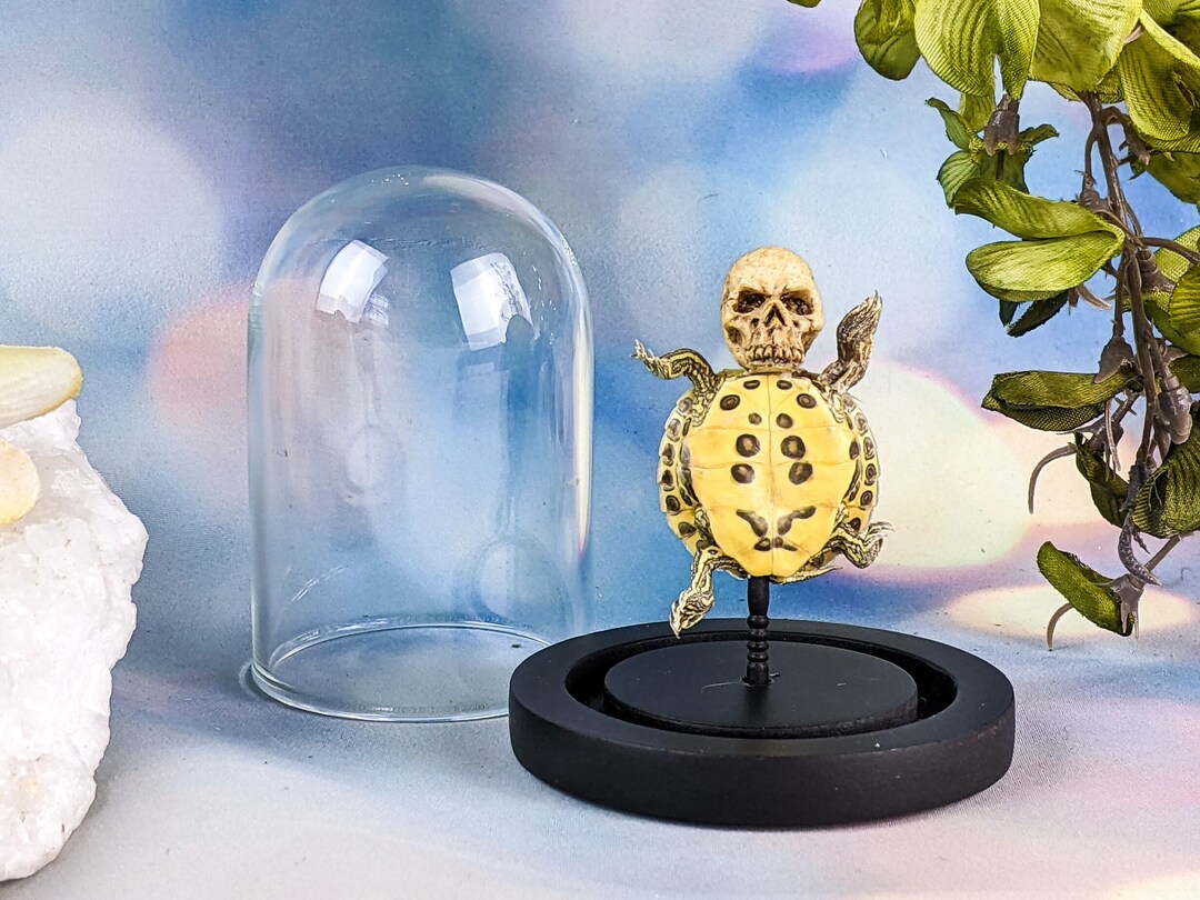 Q18k Baby Turtle W Skull Face Dome Display GAFF Taxidermy - Etsy