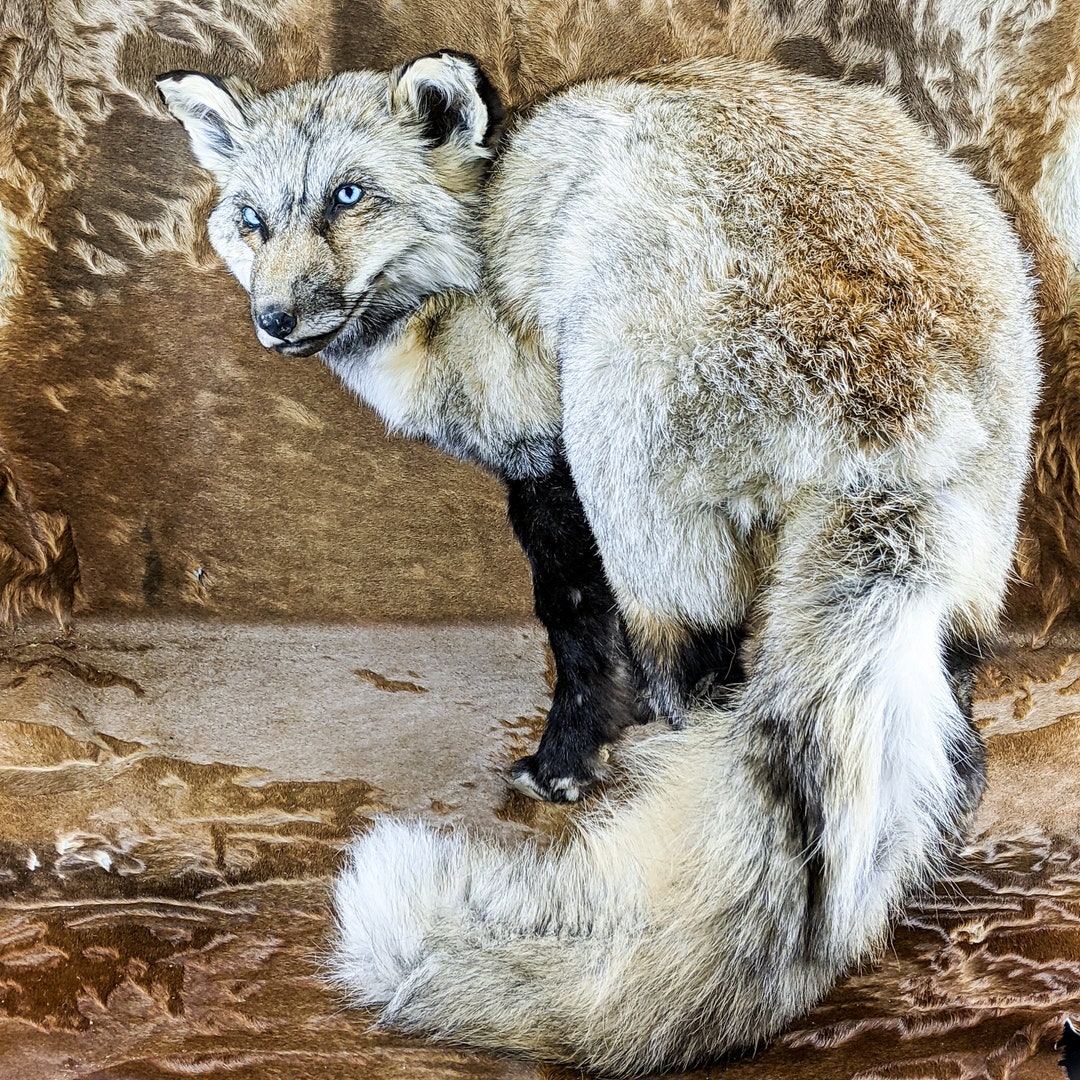 BR60 Pearl Ranch Fox Mount Display Taxidermy Oddities Curiosities ...