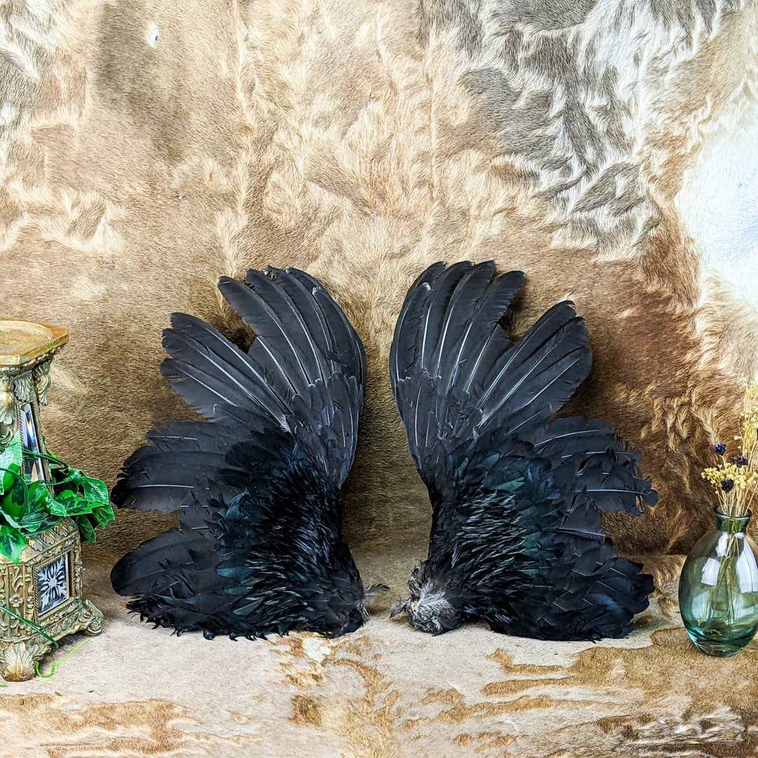 Chicken Rooster Wings 15 Taxidermy Oddities Curiosities Craft Bird ...