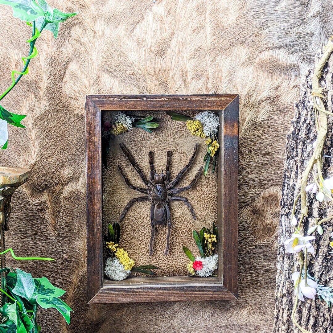 Tarantula Spider Arachnid Collectible Shadowbox Entomology Taxidermy ...