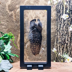 Armadillo Face Armor Floating Display Oddities Curiosities Taxidermy ...