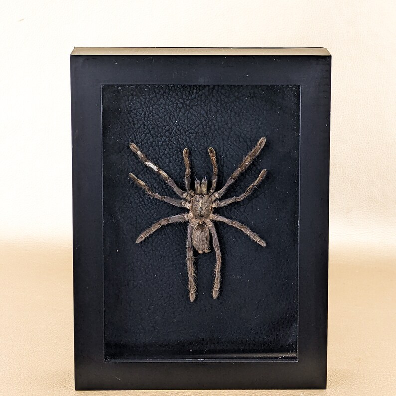 Tarantula Spider Arachnid Collectible Shadowbox Entomology Taxidermy ...