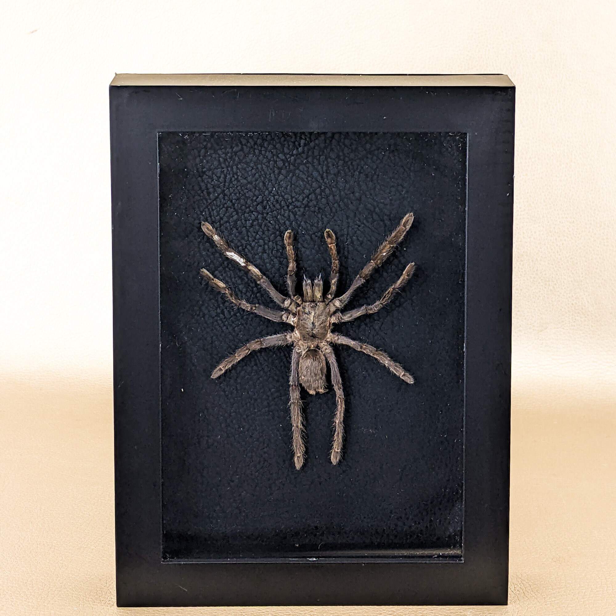 Tarantula Spider Arachnid Collectible Shadowbox Entomology Taxidermy ...