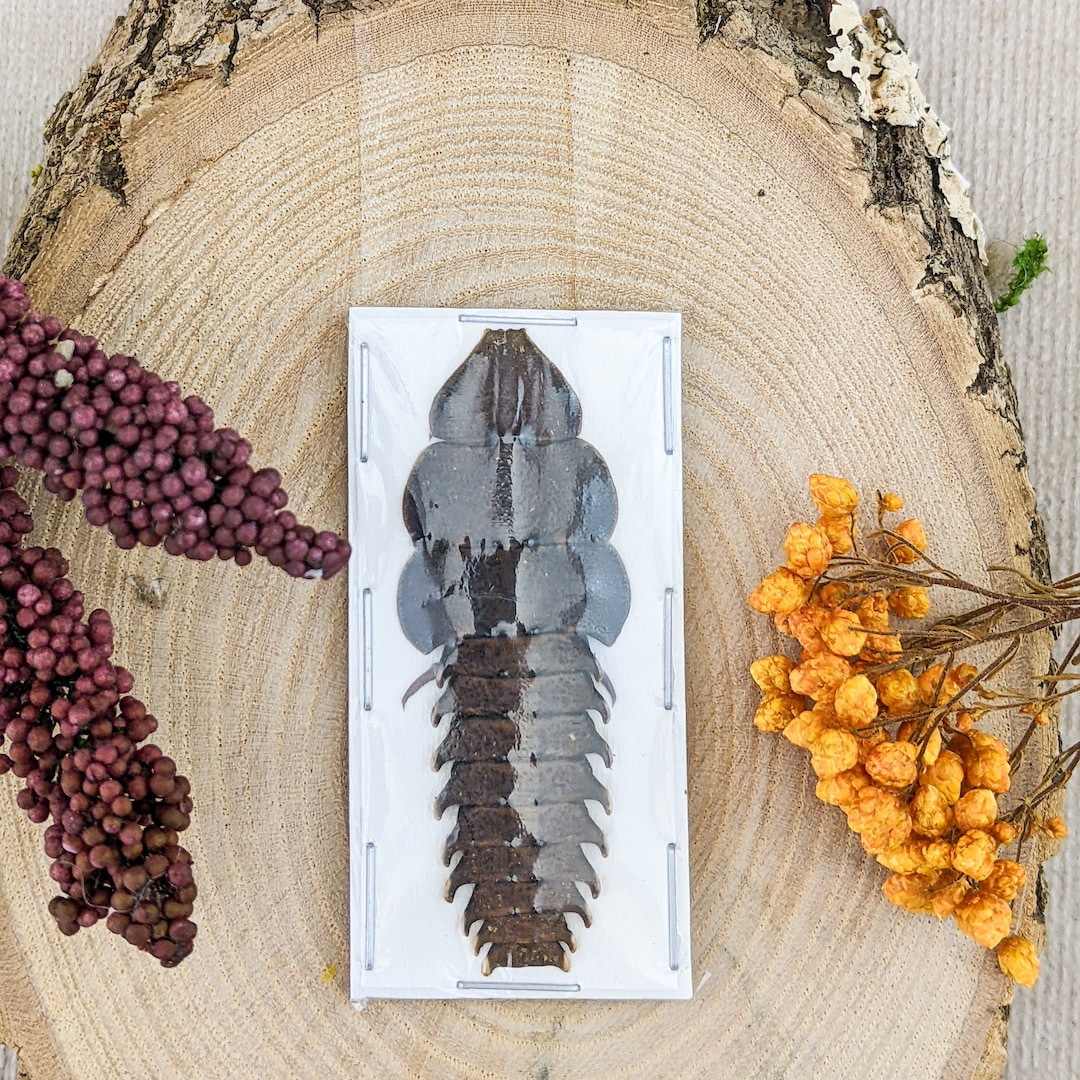 M44c Md Trilobite Beetle Living Fossil Specimen Entomology Oddities ...