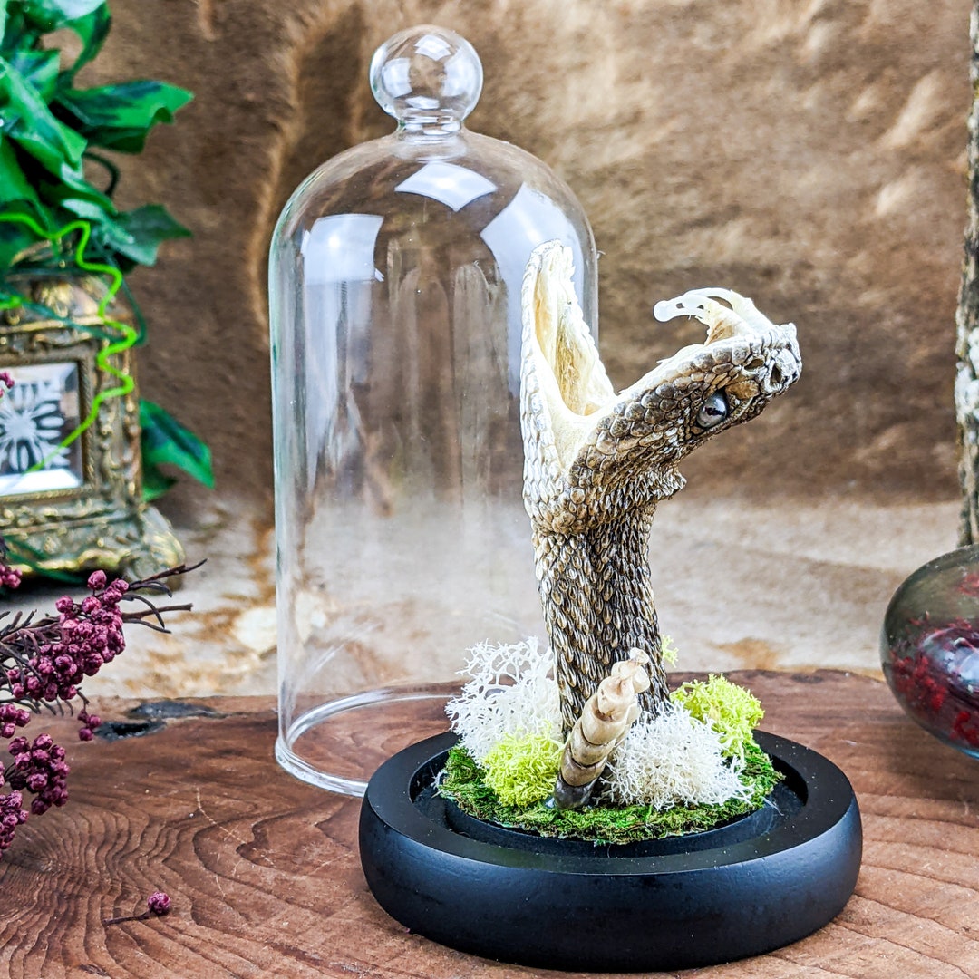 V32c Rattlesnake Snake Head & Tail Taxidermy Oddities Curiosities Glass ...