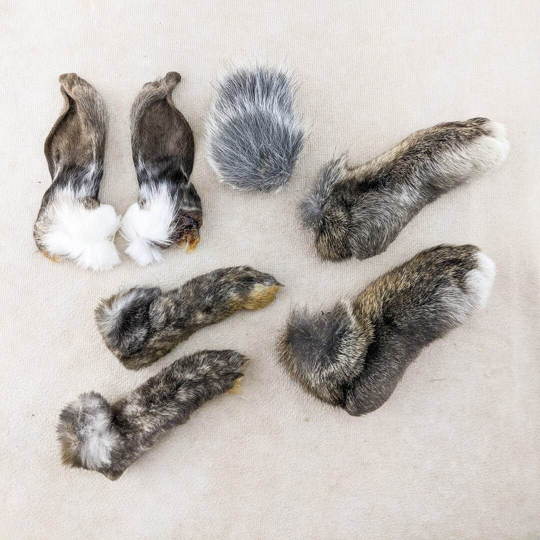 Rabbit Feet Tail & Ears 4 1/2 Taxidermy 1 Set of 7 Real Matched Craft ...