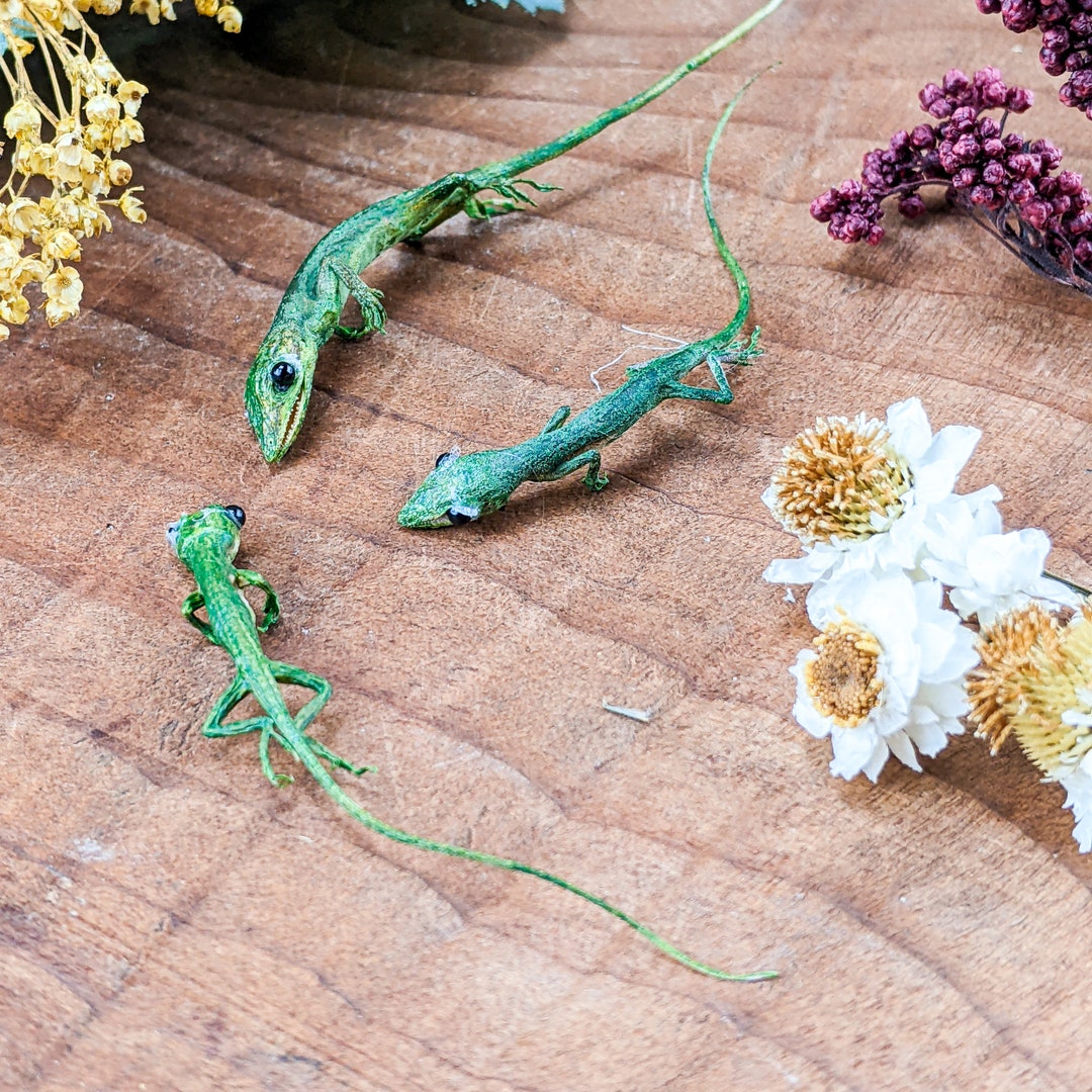 Baby Anole Lizards for Displays or Crafts Specimens Collectibles ...
