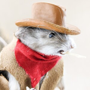 L44m Cowboy Mouse Riding Real Squirrel Cute Taxidermy Oddities ...