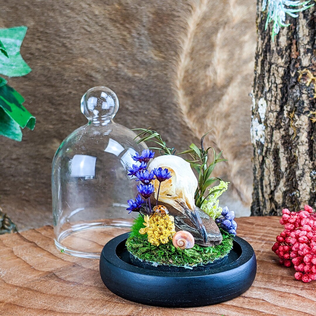 Z19a Spotted Dove Skull Glass Dome Display Taxidermy Oddities - Etsy