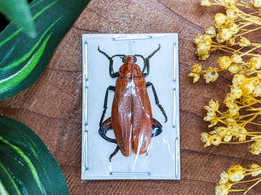 Blister Beetle Specimen Display Entomology Taxidermy Oddities ...