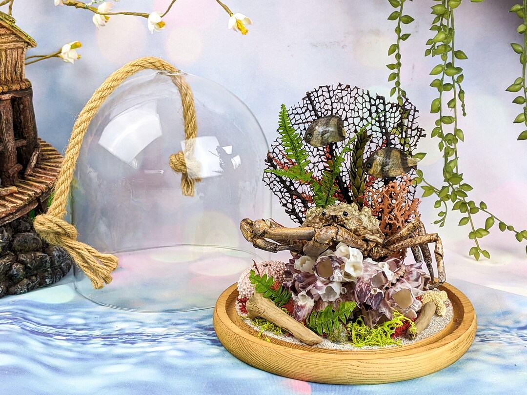 S48a Taxidermy Crab Collectible Specimen Display Curiosity Cabinet ...