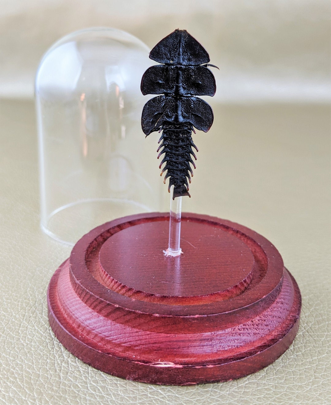 Trilobite Beetle Living Fossil Glass Dome Display Entomology Taxidermy ...