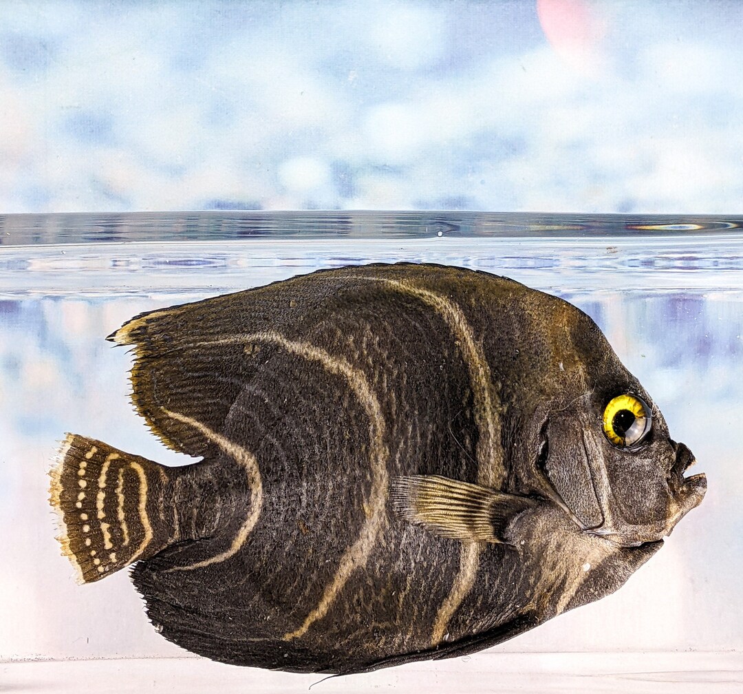 Cortez Angelfish Fish Specimen Taxidermy Oddity Collectible Educational ...