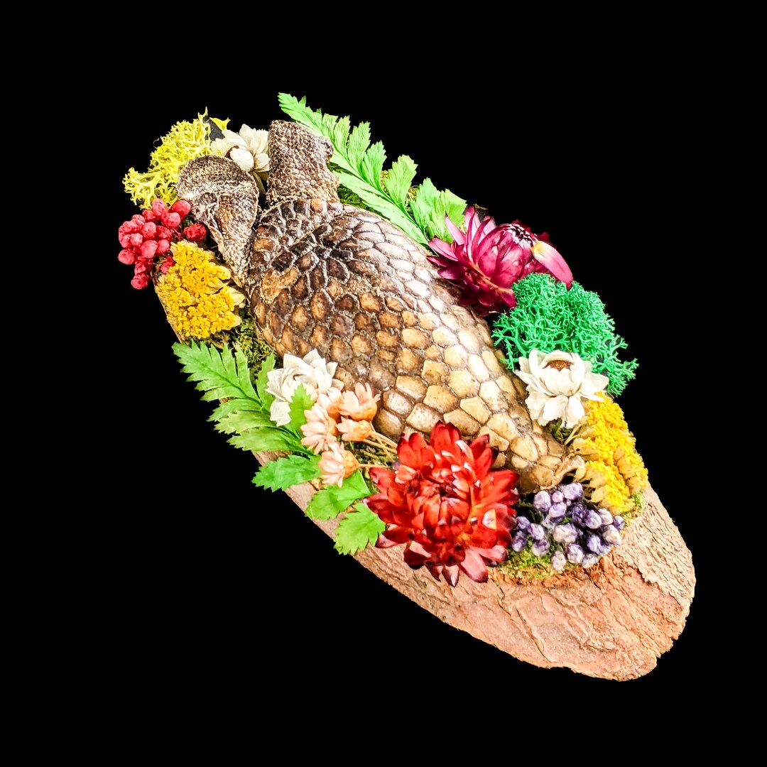 Armadillo Face Armor Glass Dome Display Oddities Curiosities Taxidermy ...