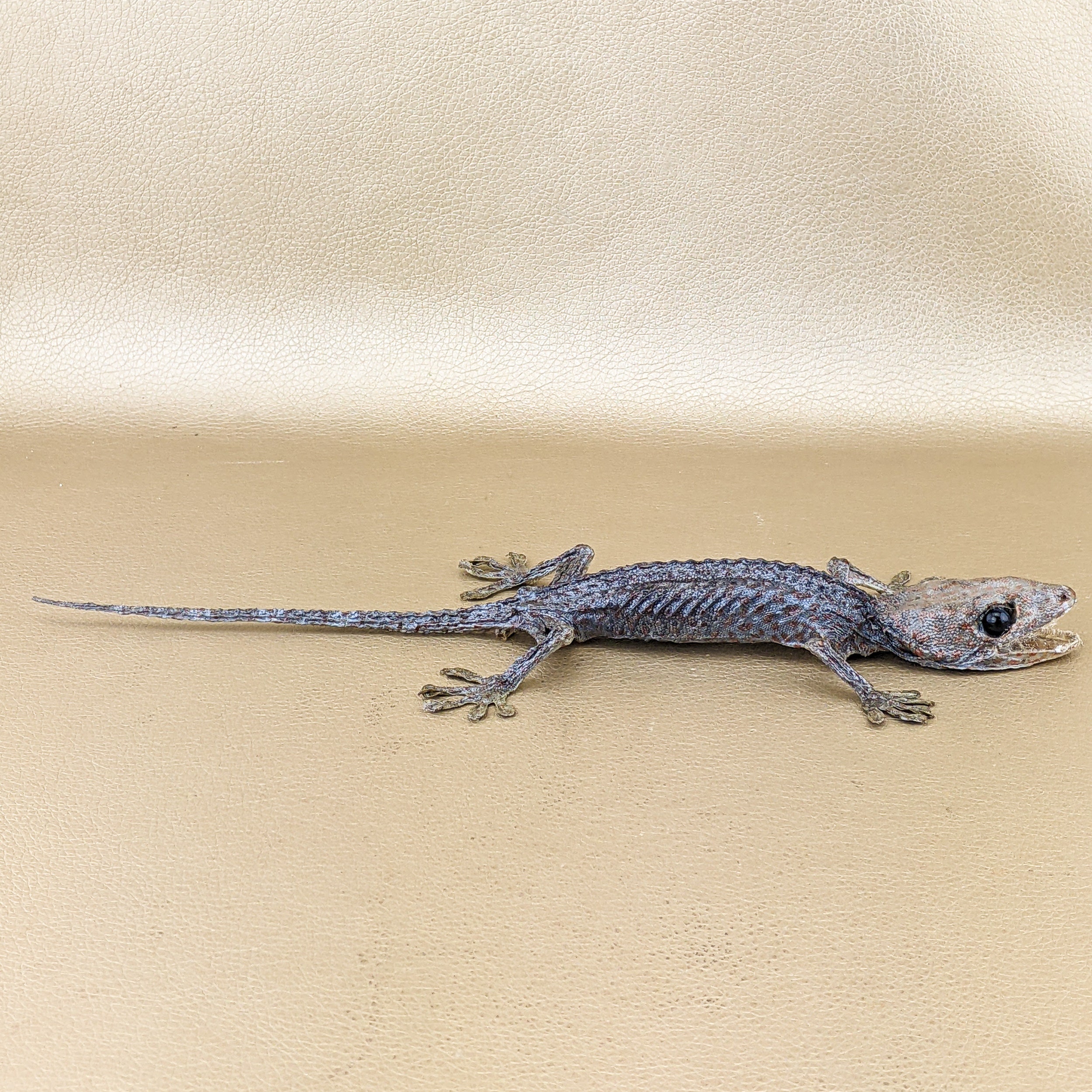 Powder Blue Tokay Gecko