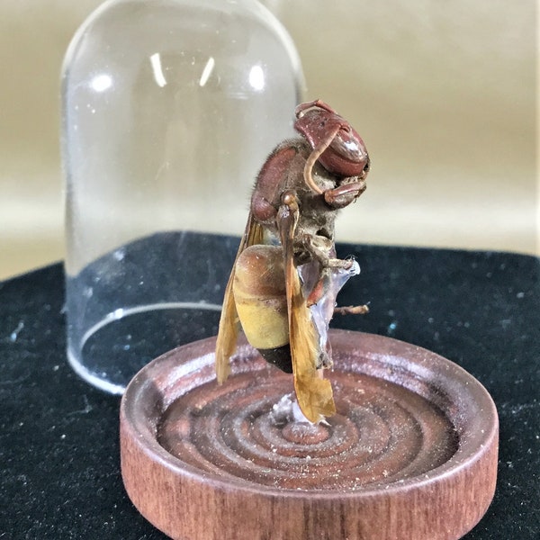 Insect Taxidermy - Etsy