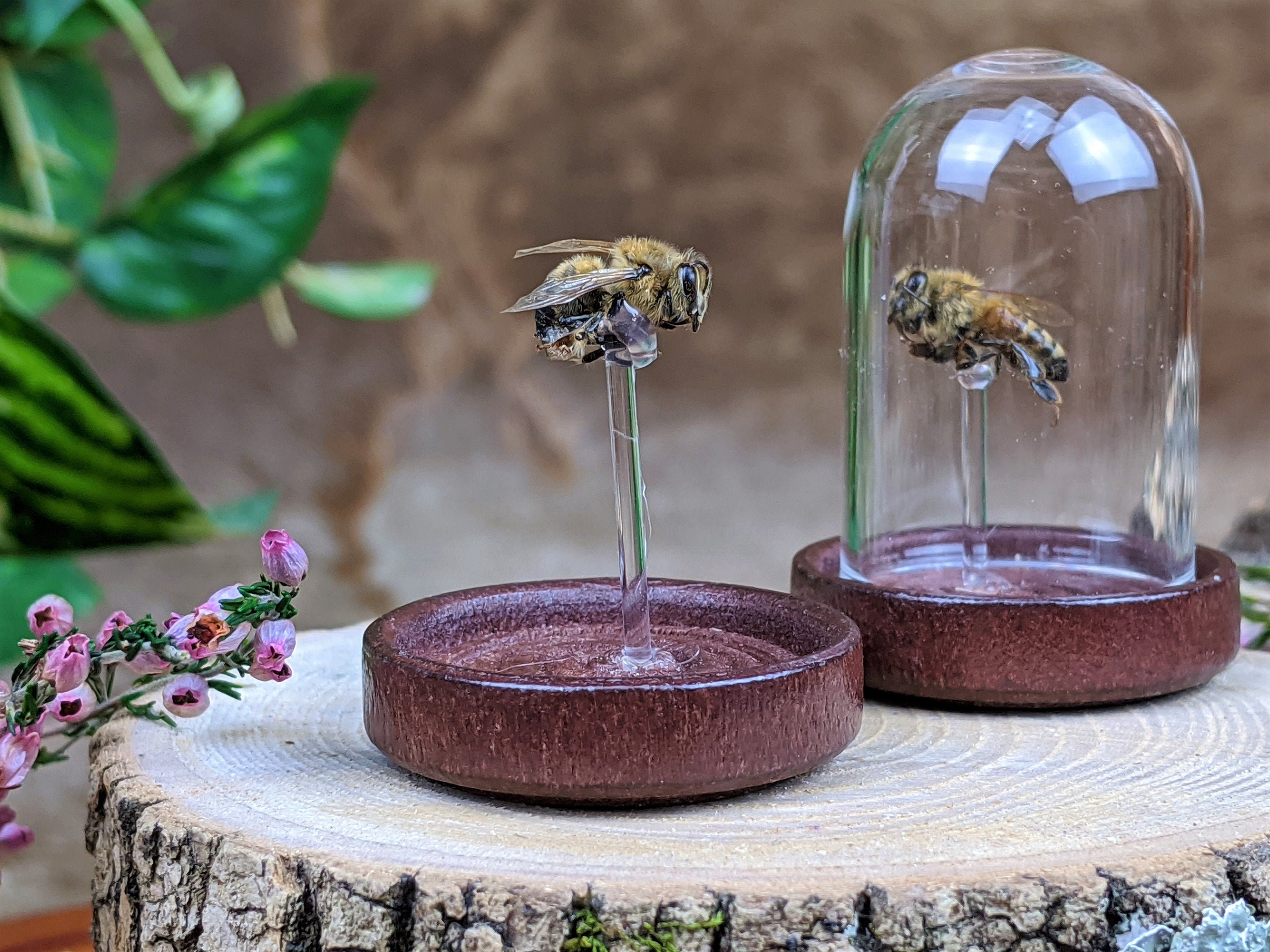 Taxidermy & Curiosities O61b Entomology Taxidermy Large Iridescent ...