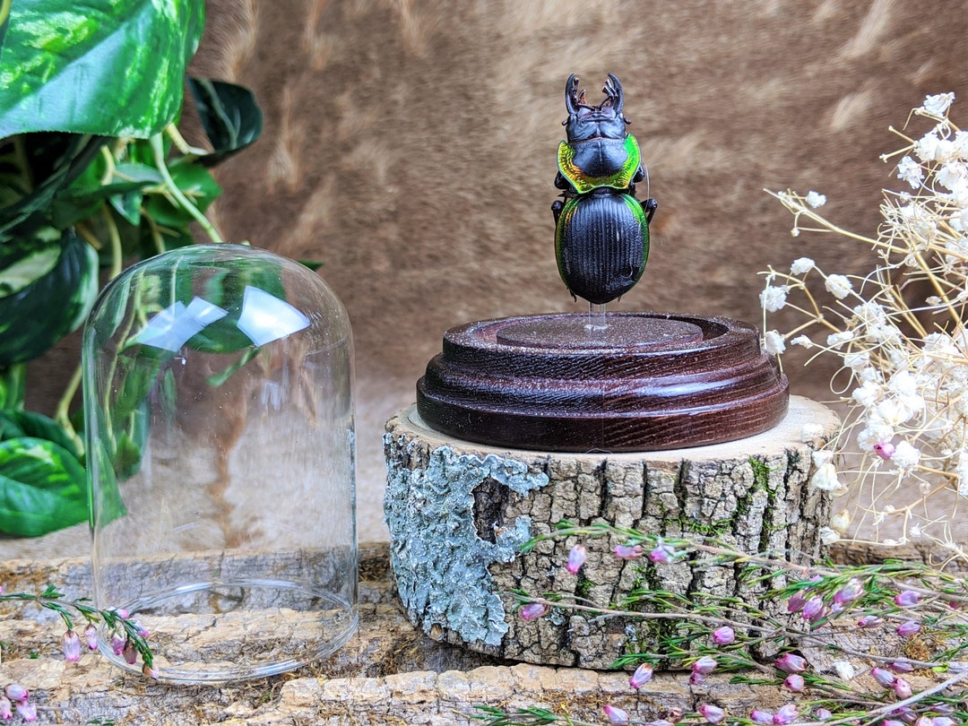 Rare M Planipennis Dragon Beetle Glass Dome Display Entomology ...