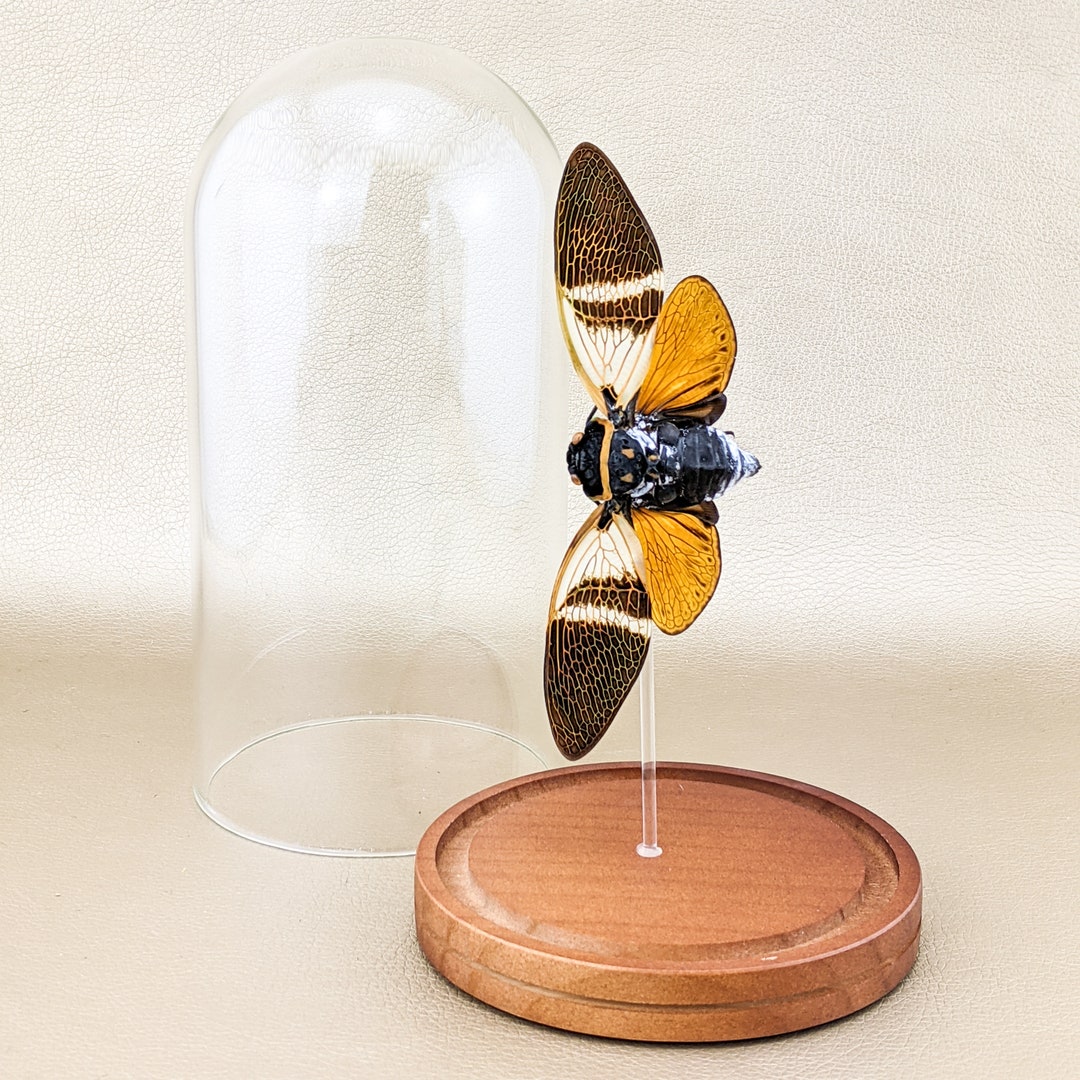 Cicada Glass Dome Display Real Specimen Entomology Taxidermy Oddities ...