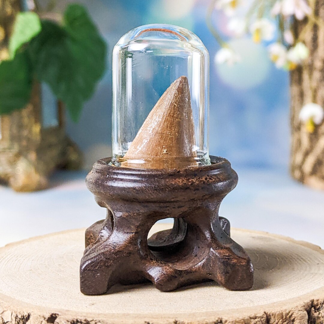 Dinosaur Tooth Fossilized Genuine Mosasaurus Reptile Fossil Glass Dome ...