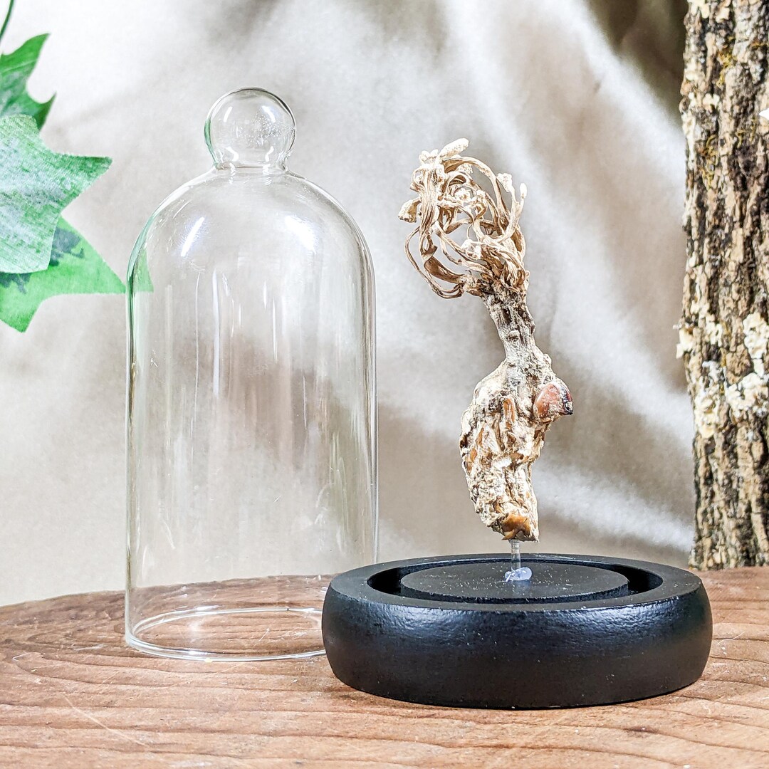 Zombie Cicada Fungus Taxidermy Oddities Curiosities Isaria Sinclairii ... Zombie Cicada Fungus Taxidermy Oddities Curiosities Isaria Sinclairii ...
