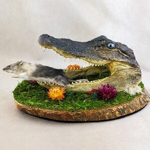 Alligator Head and Mouse Display Creepy Curiosities Oddities Taxidermy ...