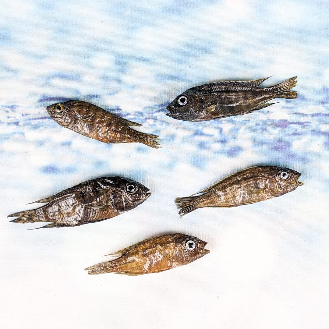5 Redfin Cichlid Fish (five of Them) Taxidermy Oddity Collectible ...
