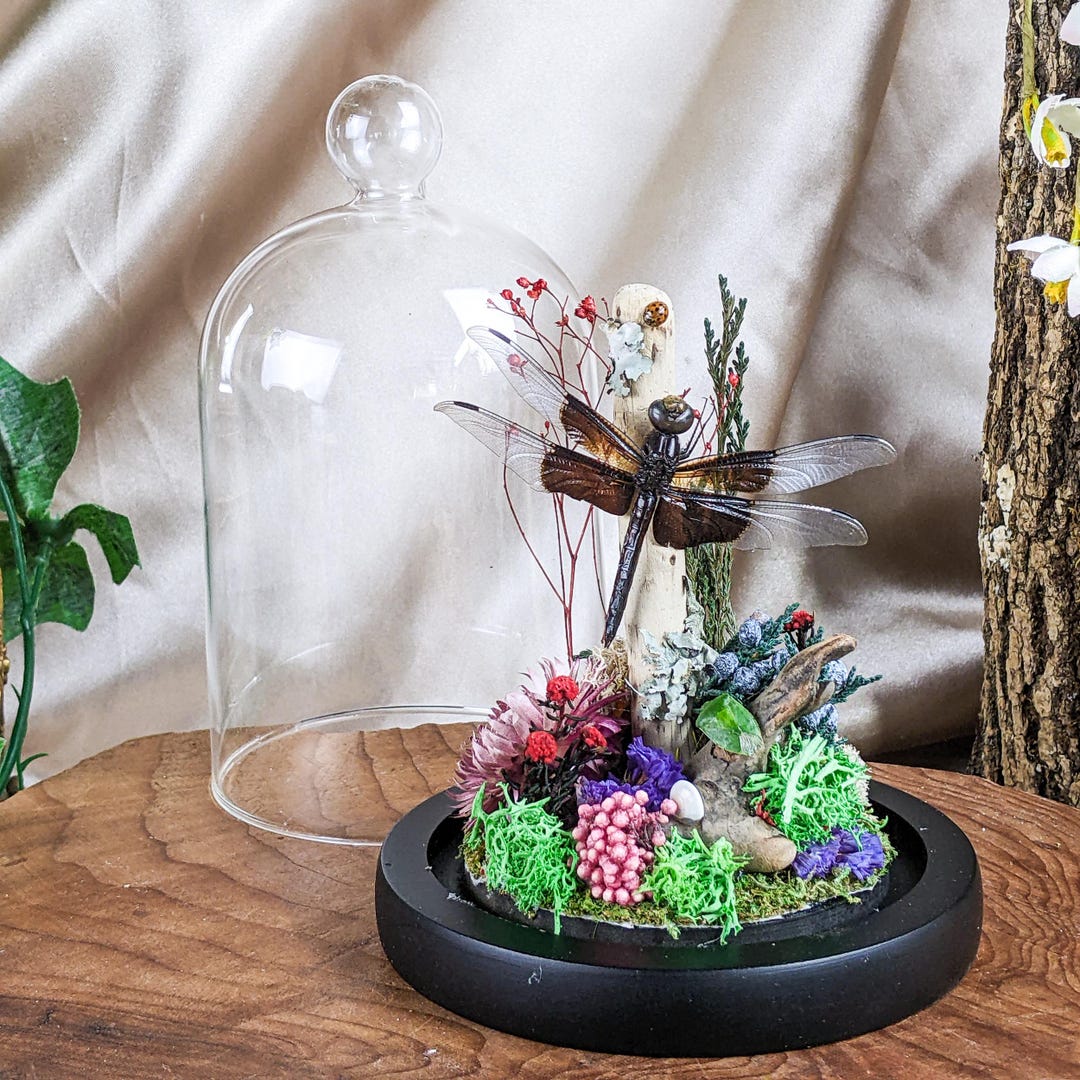 Dragonfly Natural Display Glass Dome Entomology Taxidermy Oddity ...